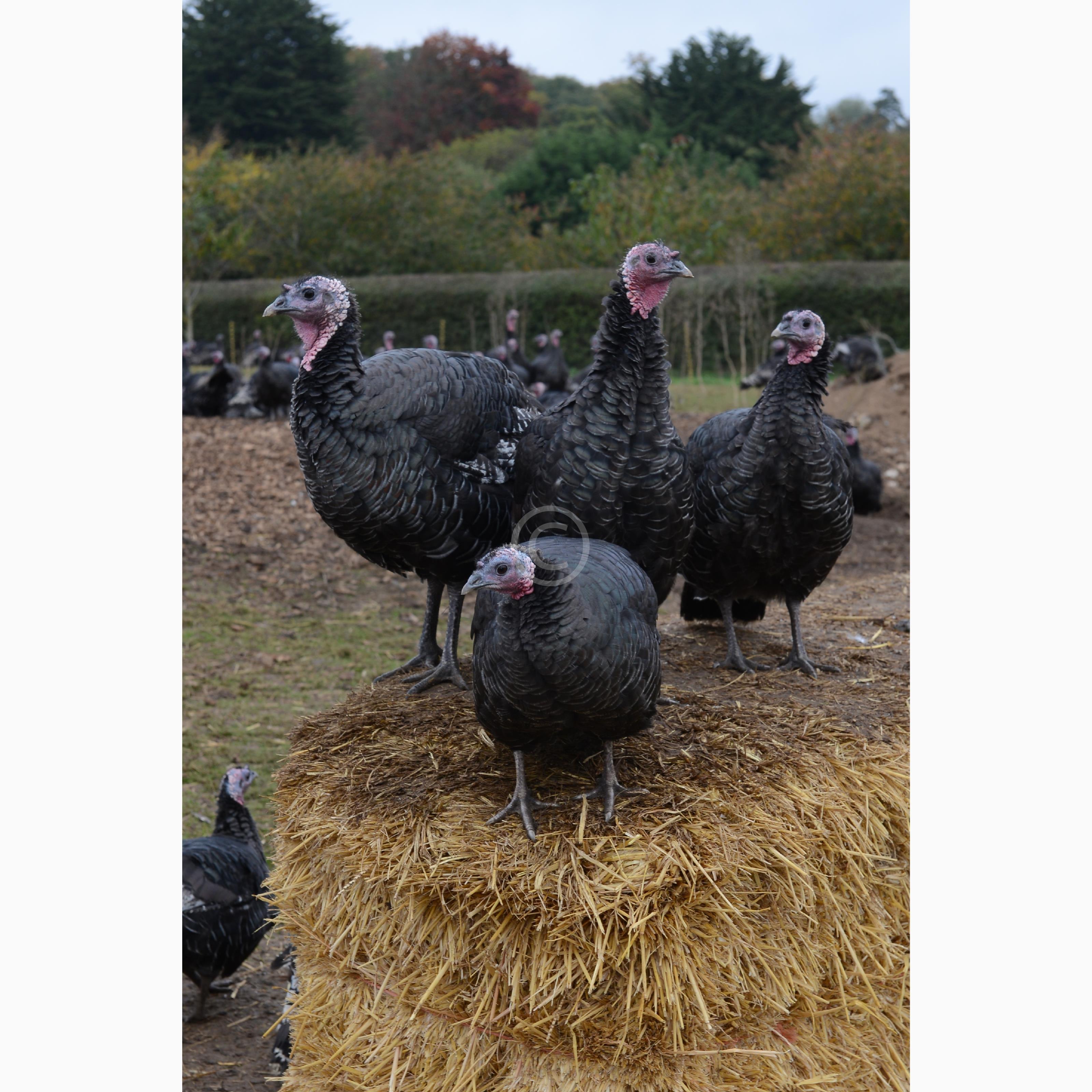 COOKHAM 126896 - Photo 1 of 32 - Baylis Media Photos