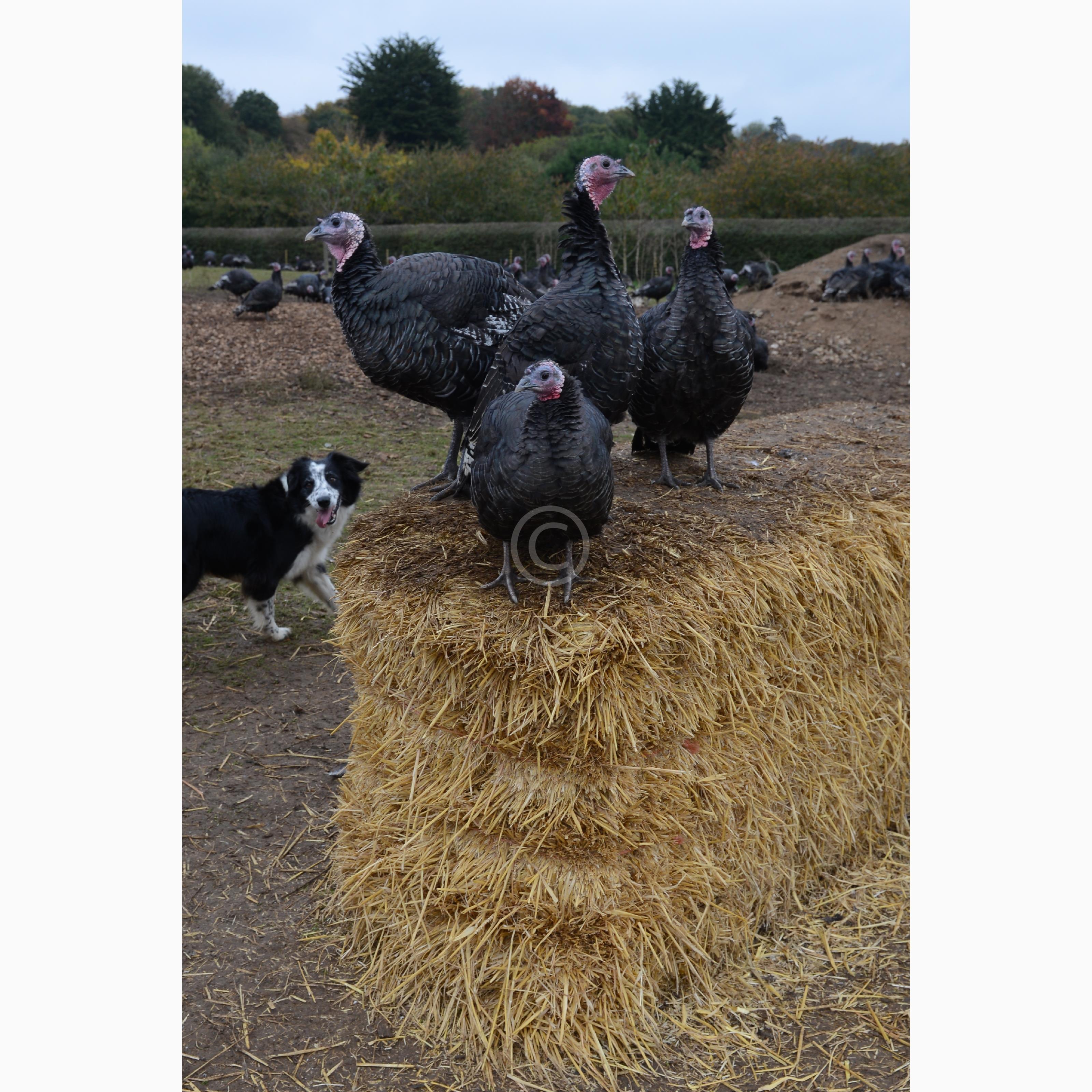 COOKHAM 126896 - Photo 1 of 32 - Baylis Media Photos