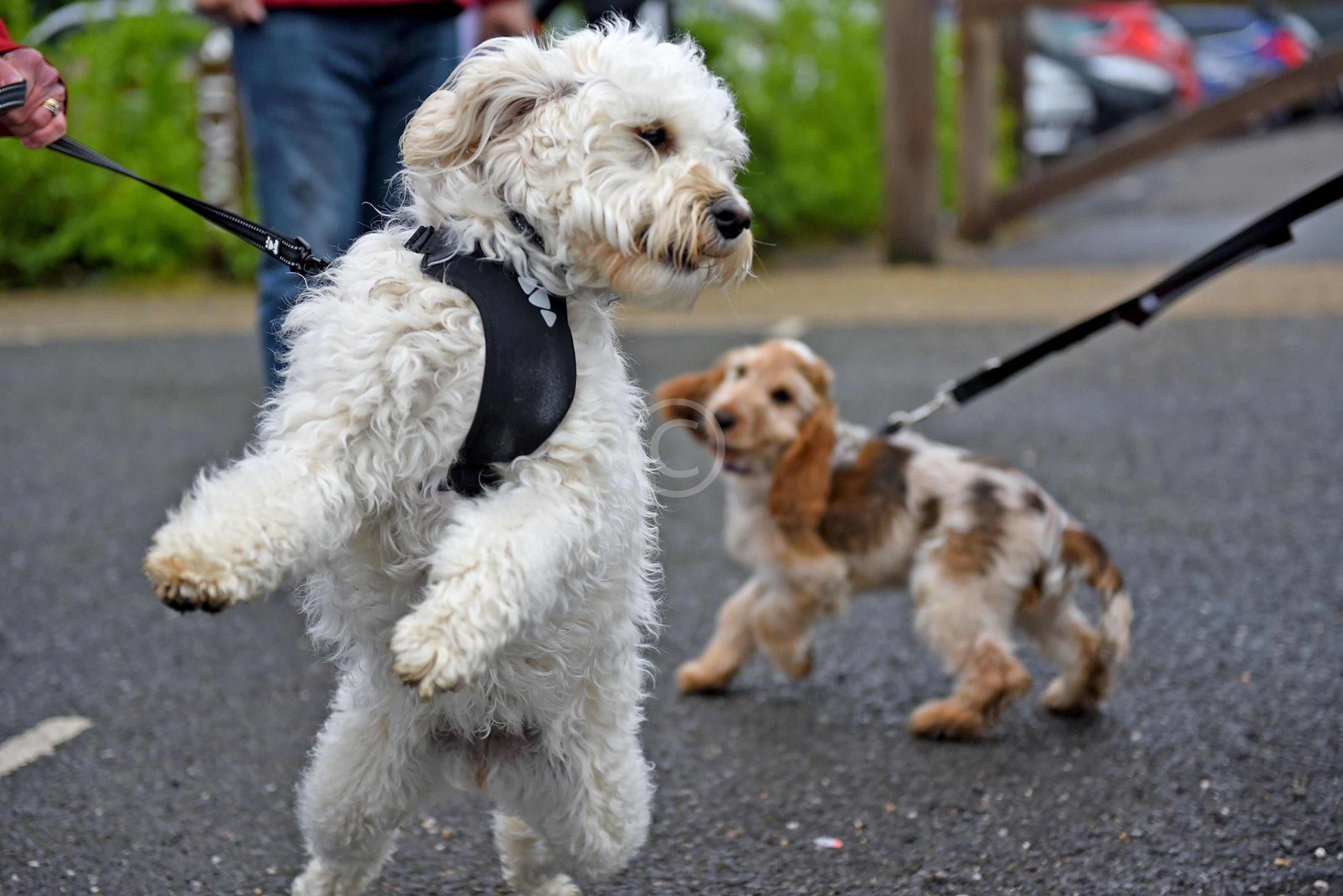 WINDSOR 129745 - Photo 1 of 27 - Baylis Media Photos