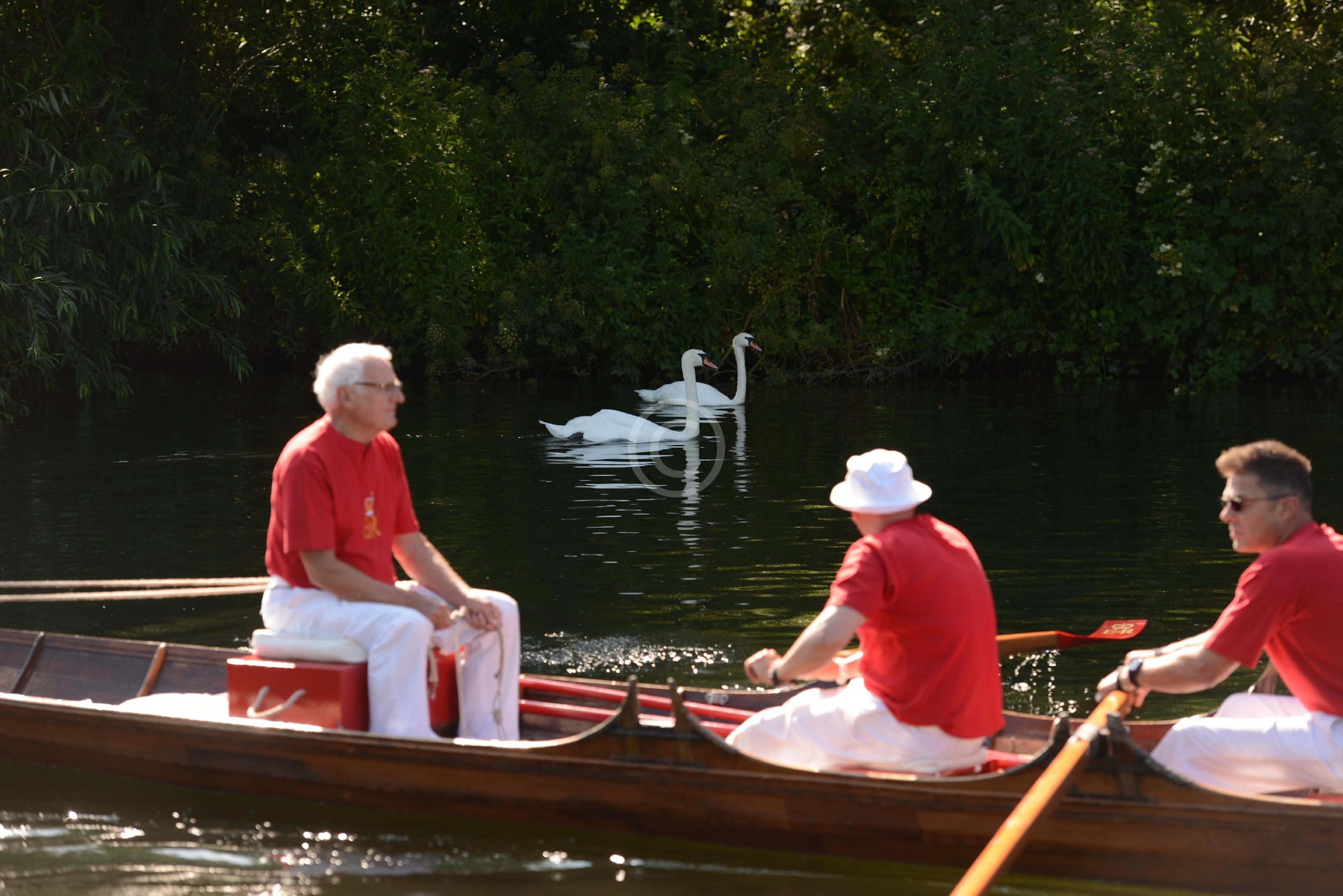 SWAN UPPING 131579 - Photo 1 of 113 - Baylis Media Photos