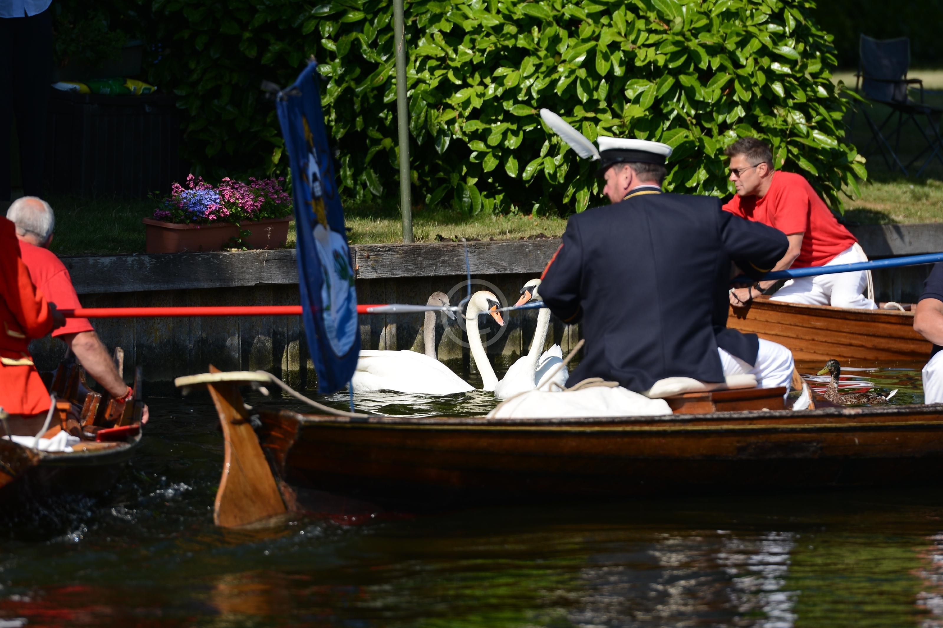 SWAN UPPING 131579 - Photo 1 of 113 - Baylis Media Photos