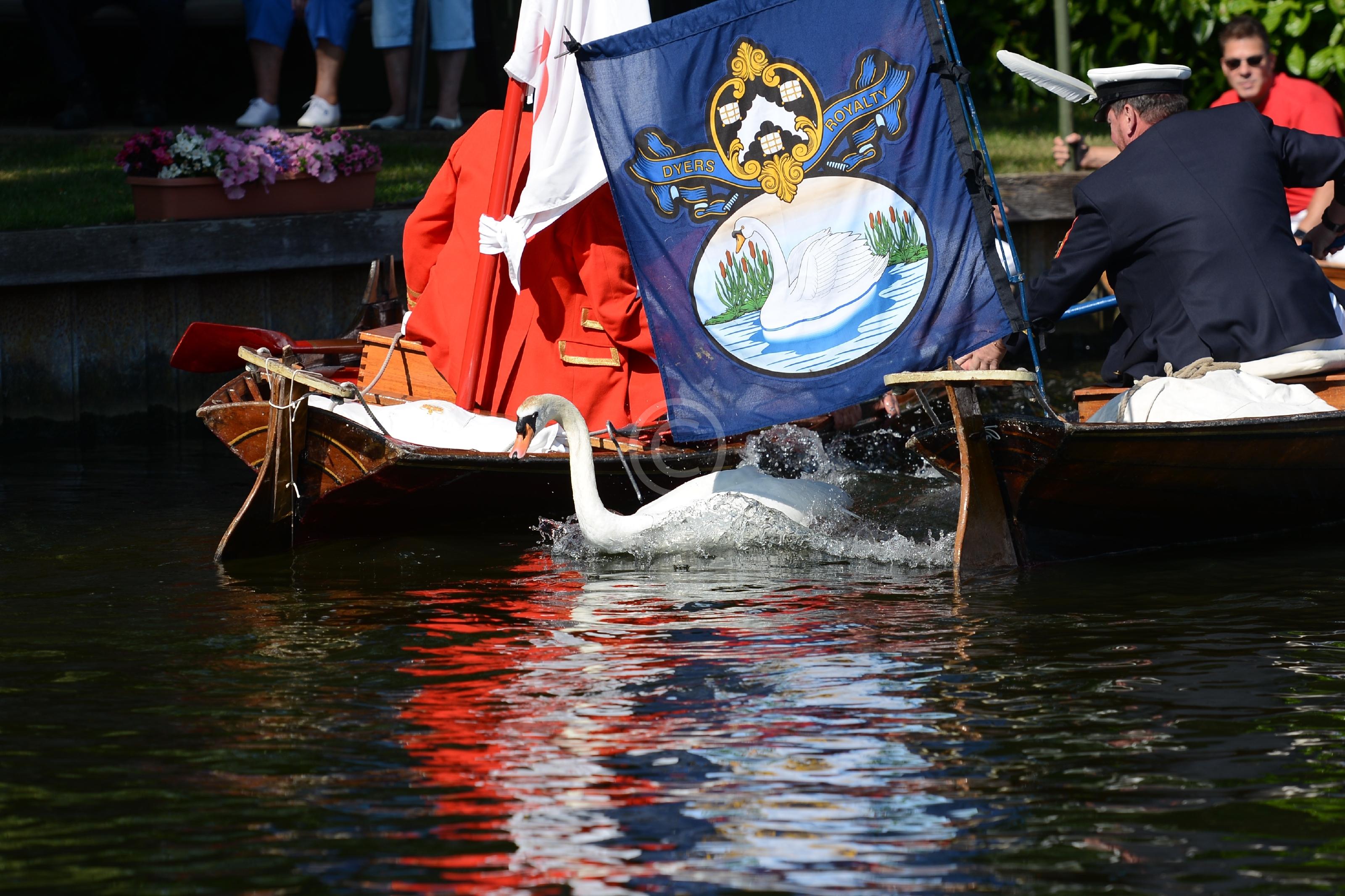 SWAN UPPING 131579 - Photo 1 of 113 - Baylis Media Photos