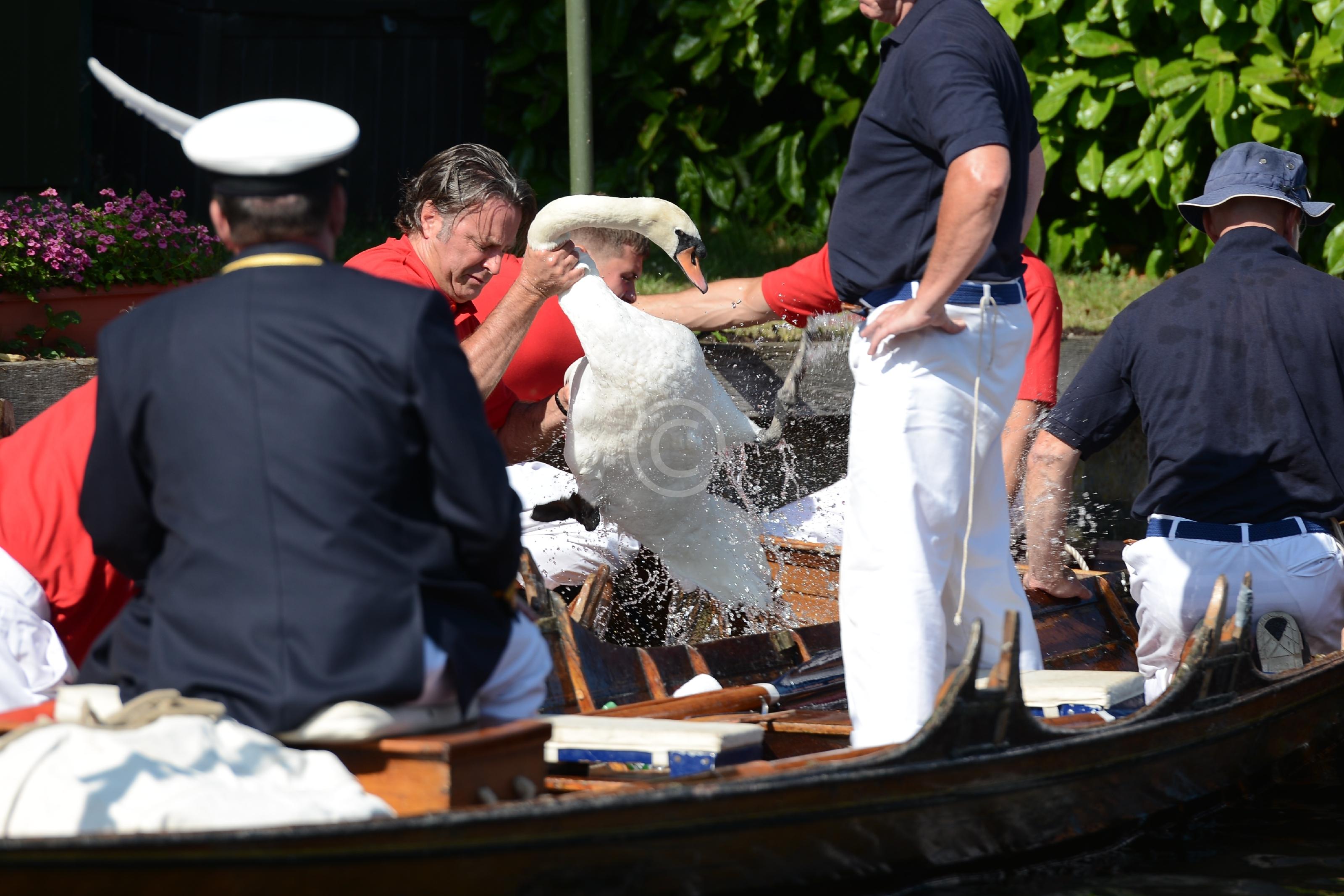 SWAN UPPING 131579 - Photo 1 of 113 - Baylis Media Photos