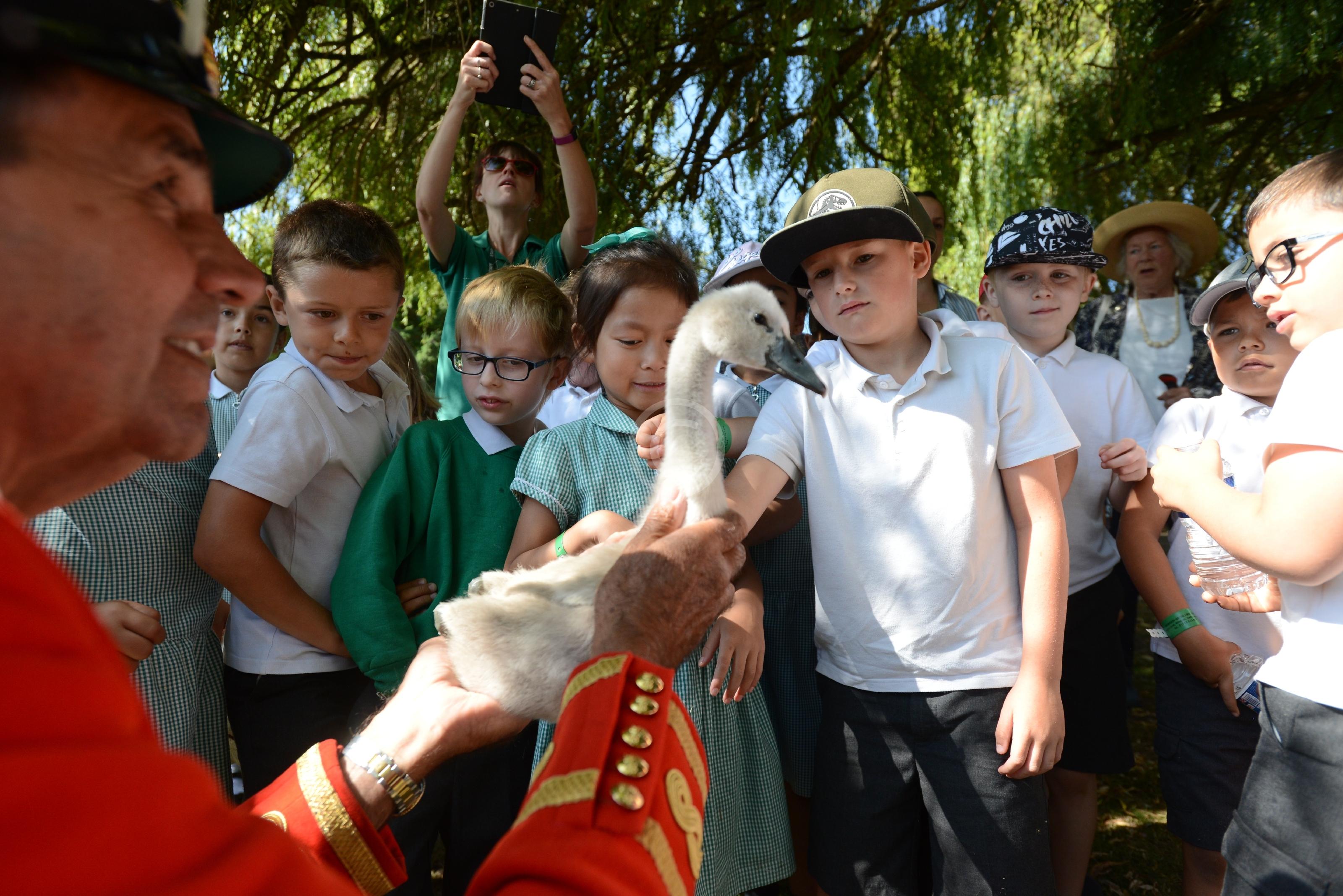 SWAN UPPING 131579 - Photo 1 of 113 - Baylis Media Photos