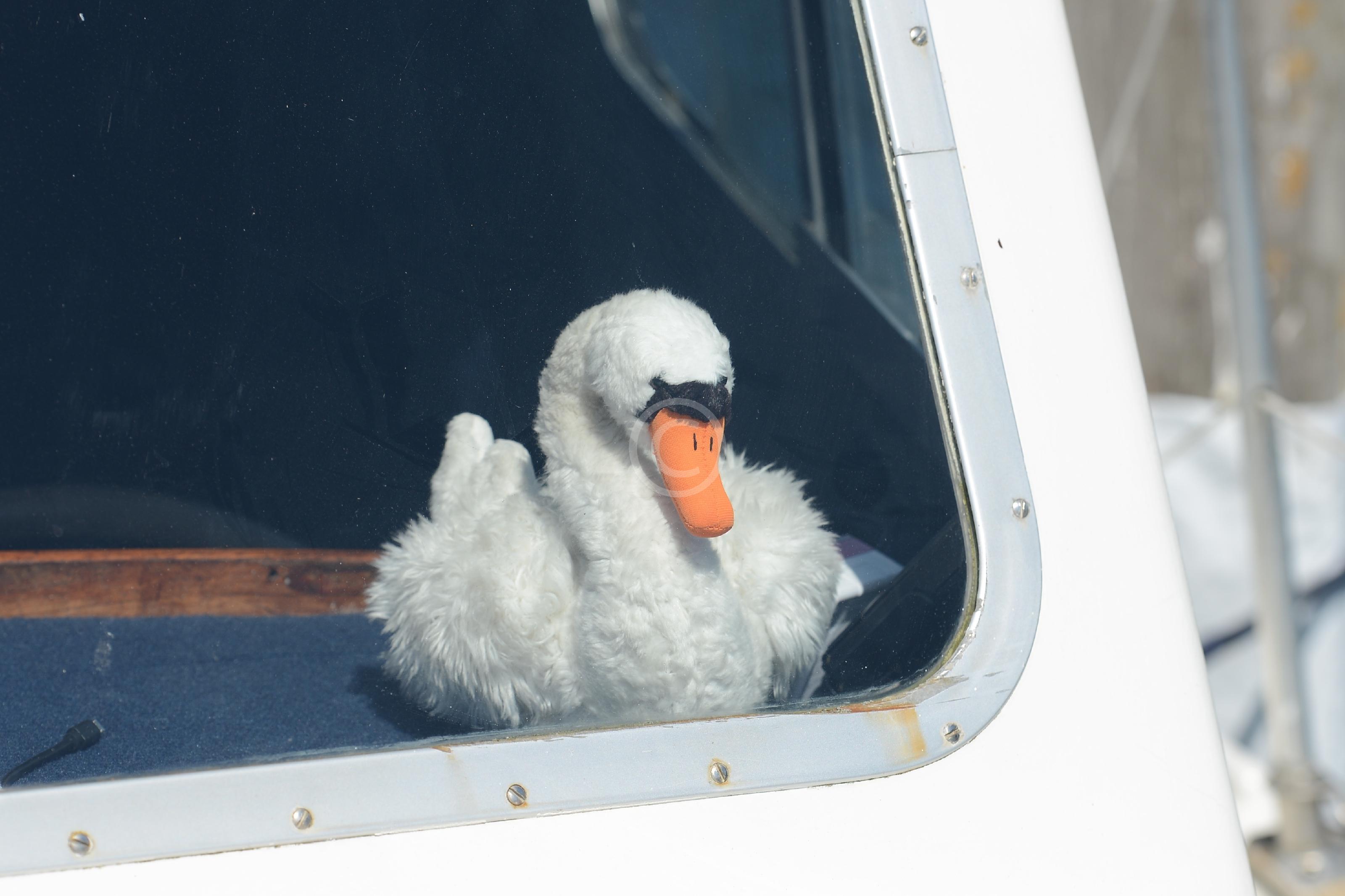 SWAN UPPING 131579 - Photo 1 of 113 - Baylis Media Photos