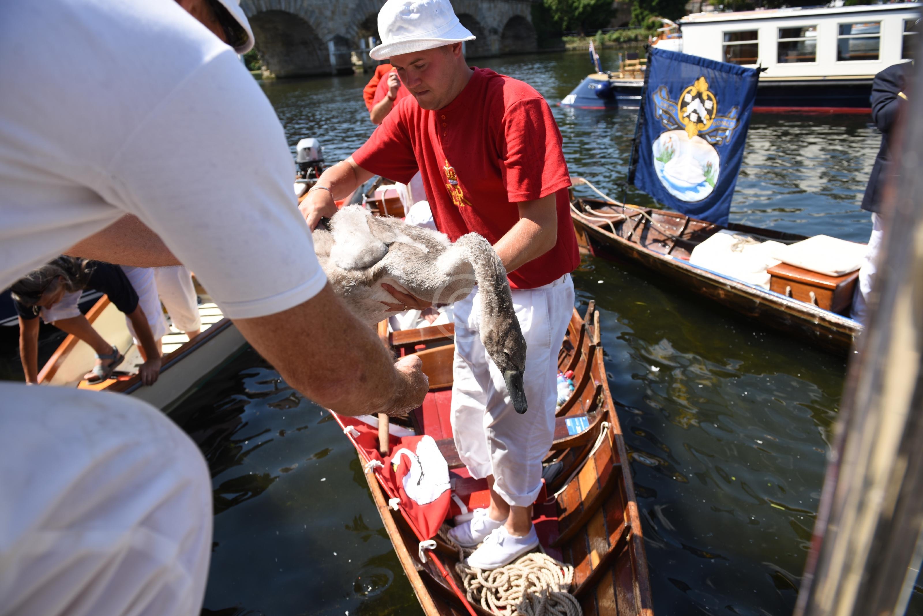 SWAN UPPING 131579 - Photo 1 of 113 - Baylis Media Photos