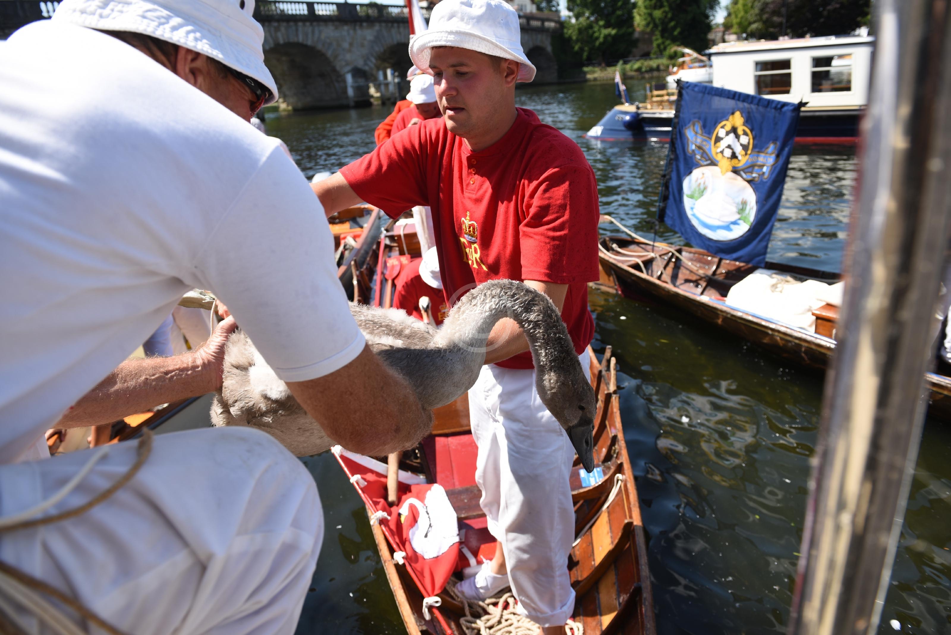SWAN UPPING 131579 - Photo 1 of 113 - Baylis Media Photos