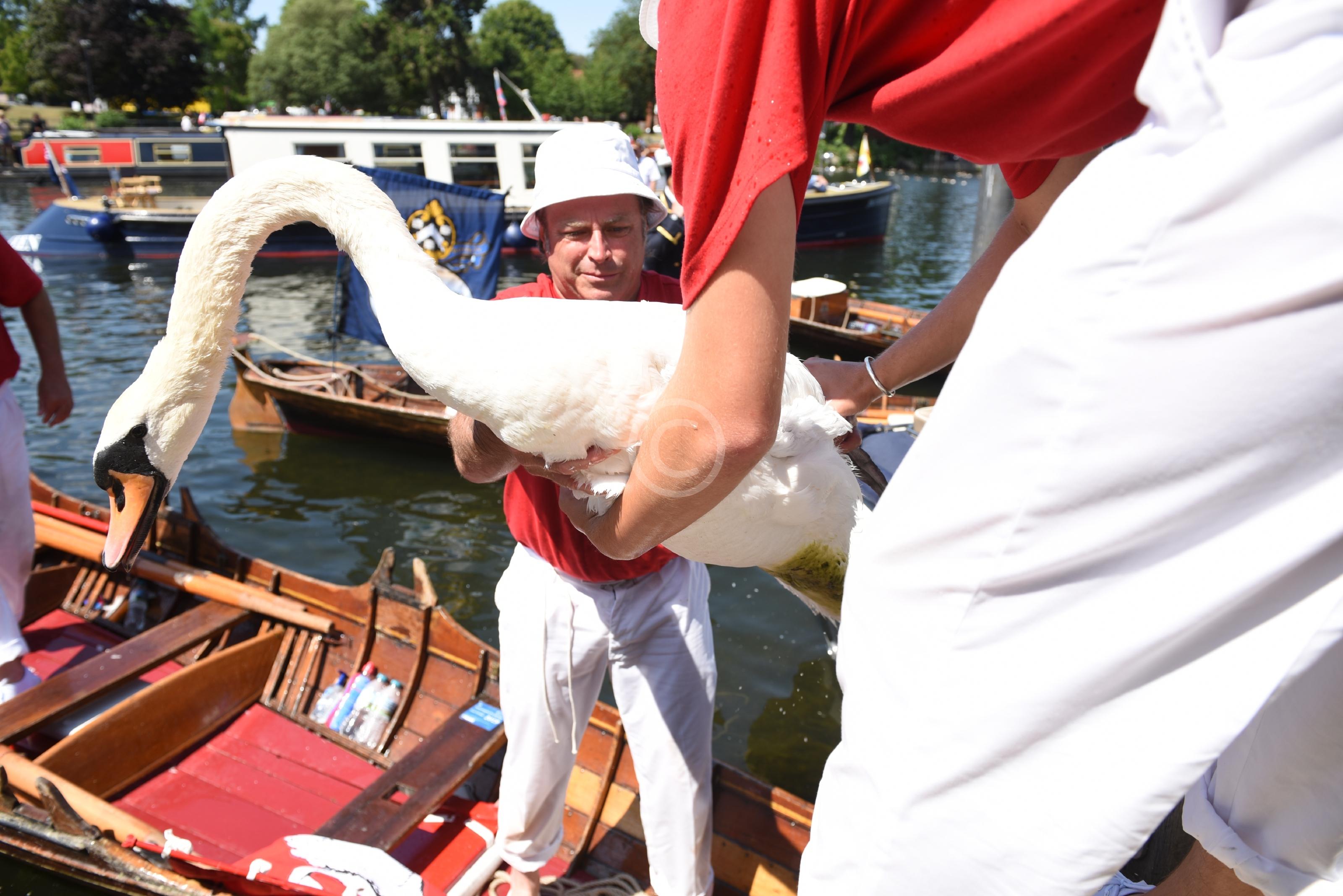 SWAN UPPING 131579 - Photo 1 of 113 - Baylis Media Photos