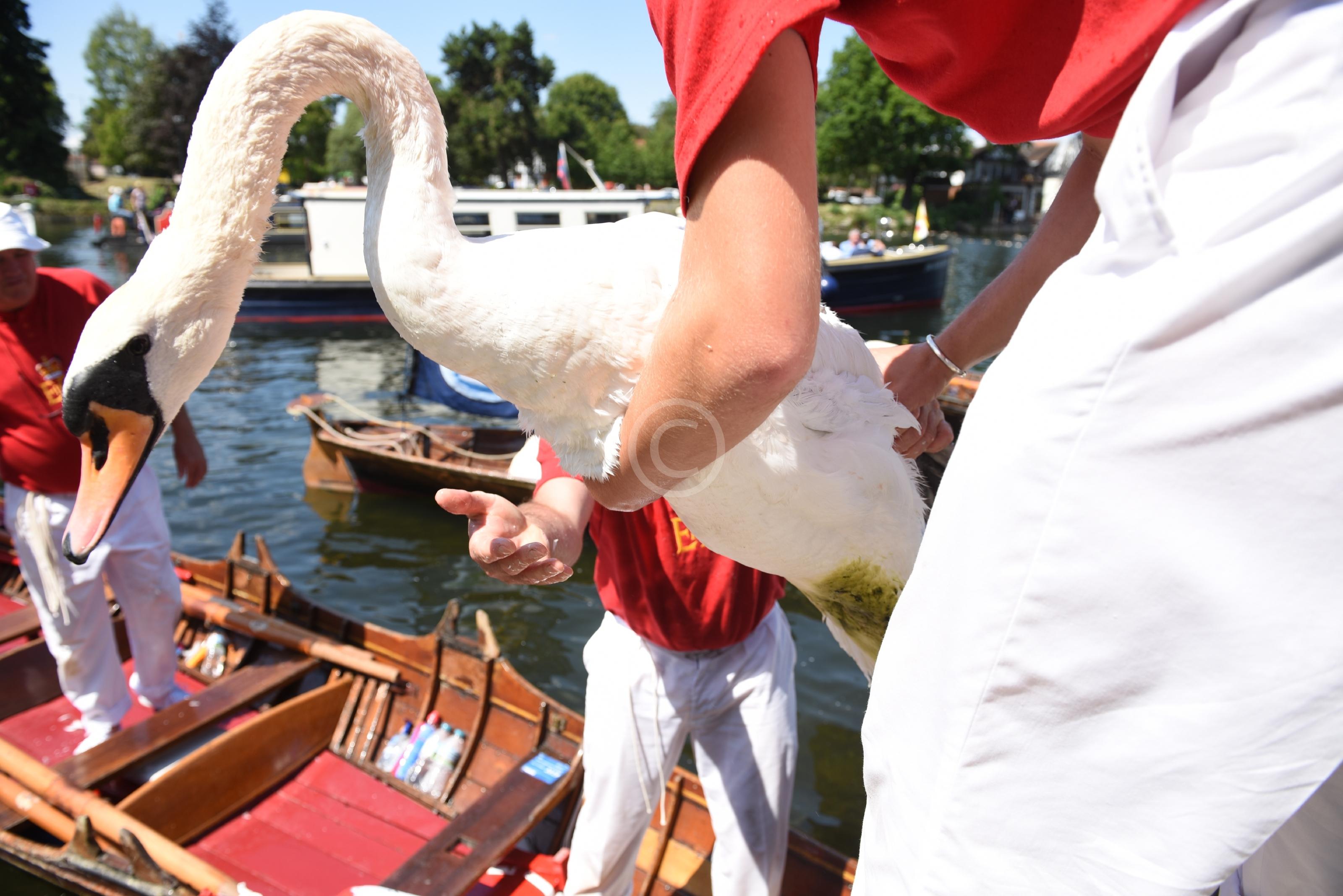 SWAN UPPING 131579 - Photo 1 of 113 - Baylis Media Photos