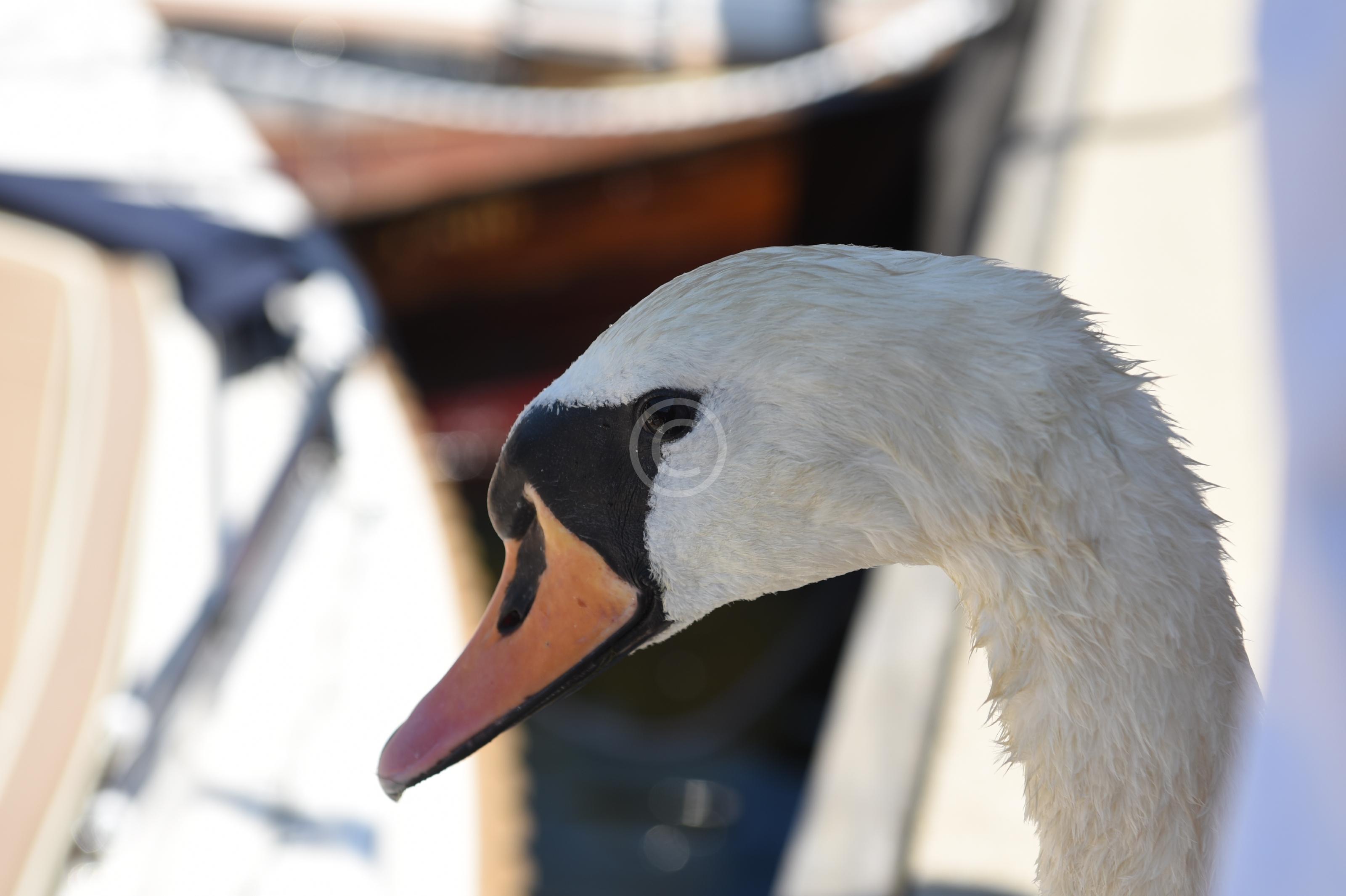 SWAN UPPING 131579 - Photo 1 of 113 - Baylis Media Photos
