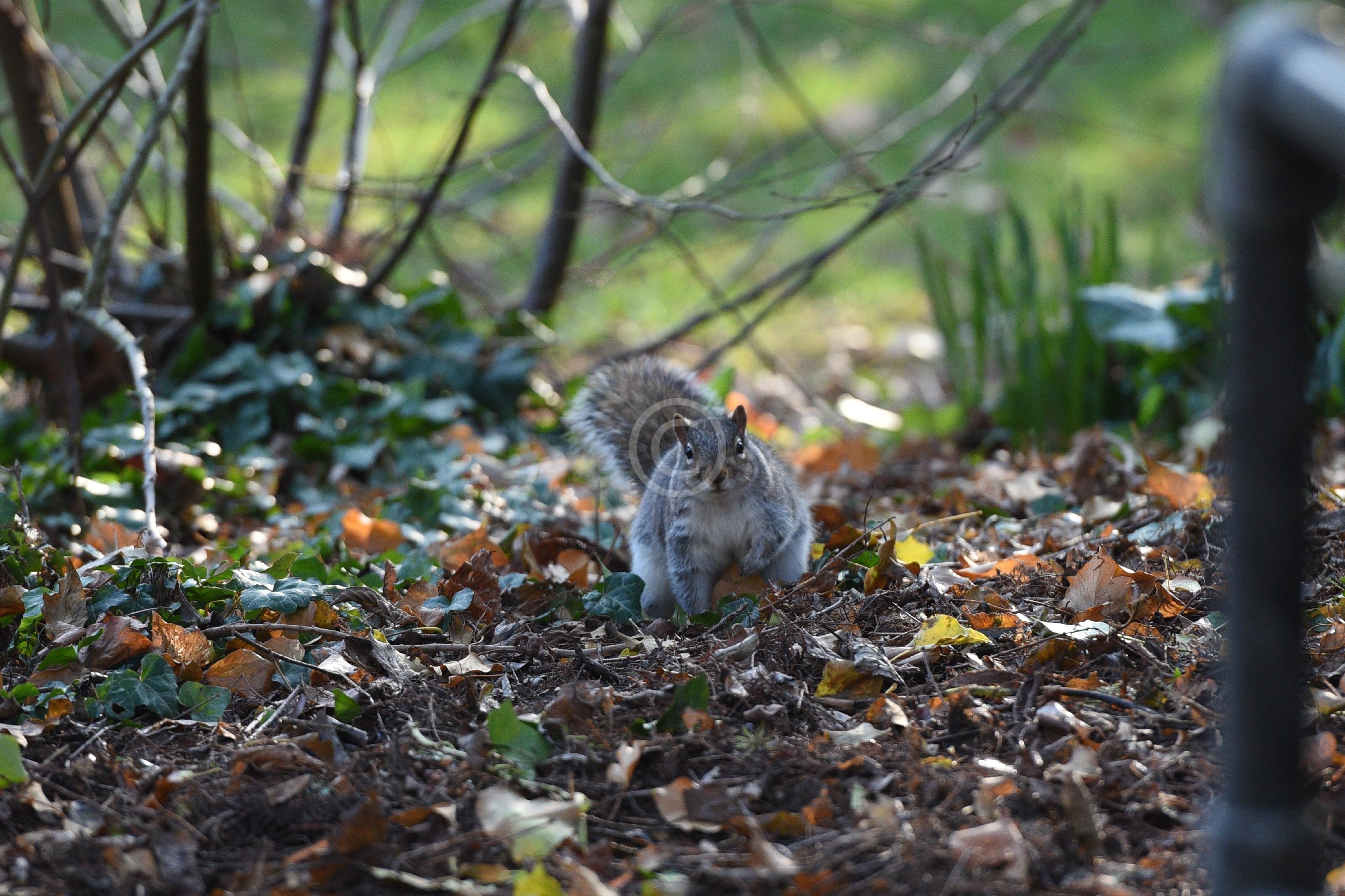 MAIDENHEAD 135235 - Photo 1 of 9 - Baylis Media Photos