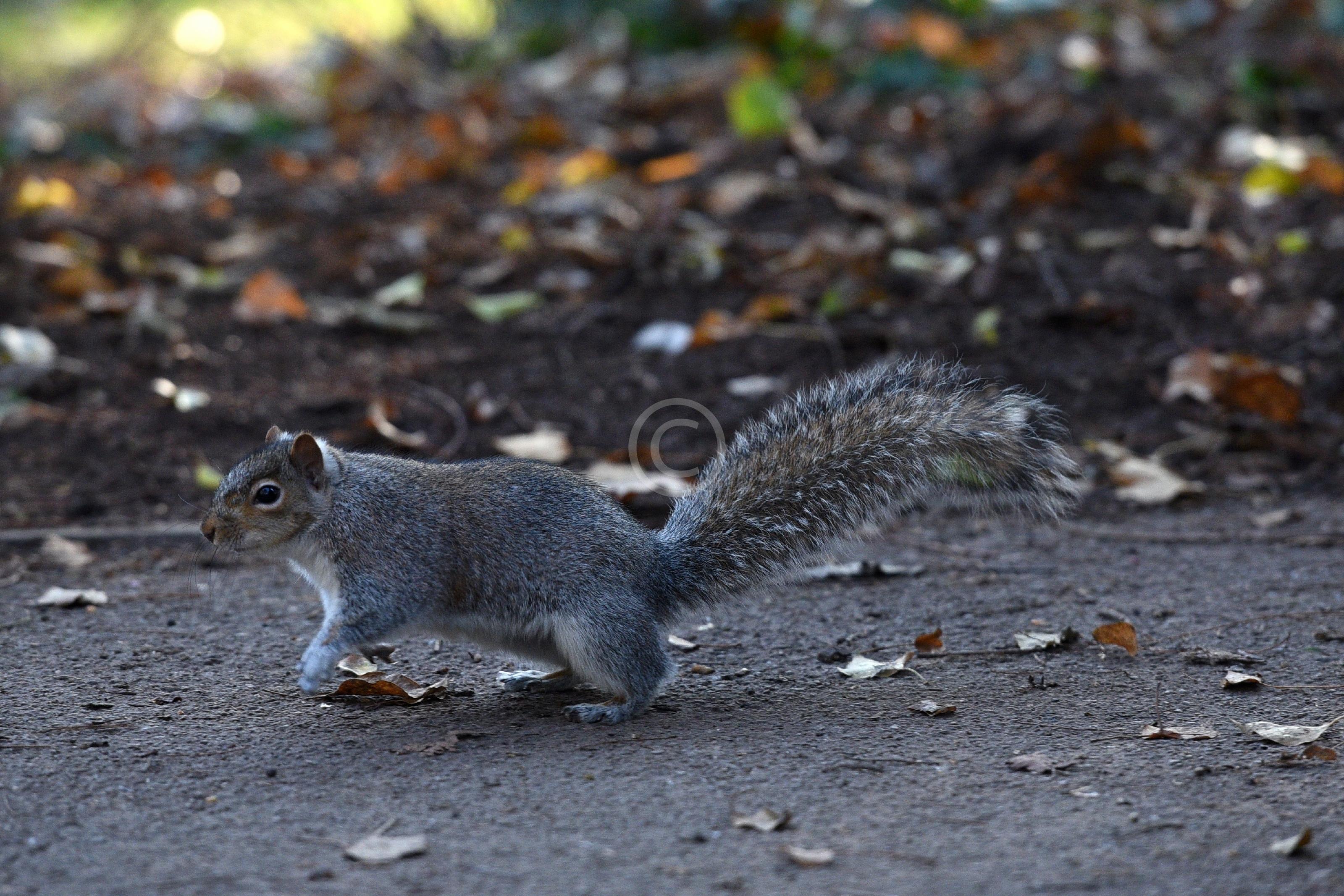 MAIDENHEAD 135235 - Photo 1 of 9 - Baylis Media Photos