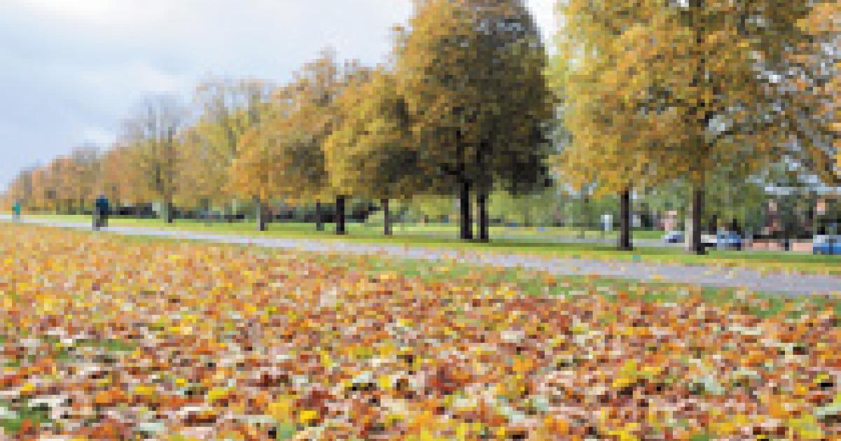 Top tips for Autumn tree planting - Baylis Media Photos