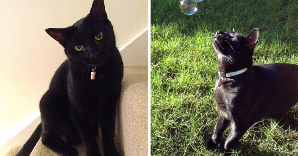 Number 10’s Larry the cat thought to spark rise in feline rehoming at ...