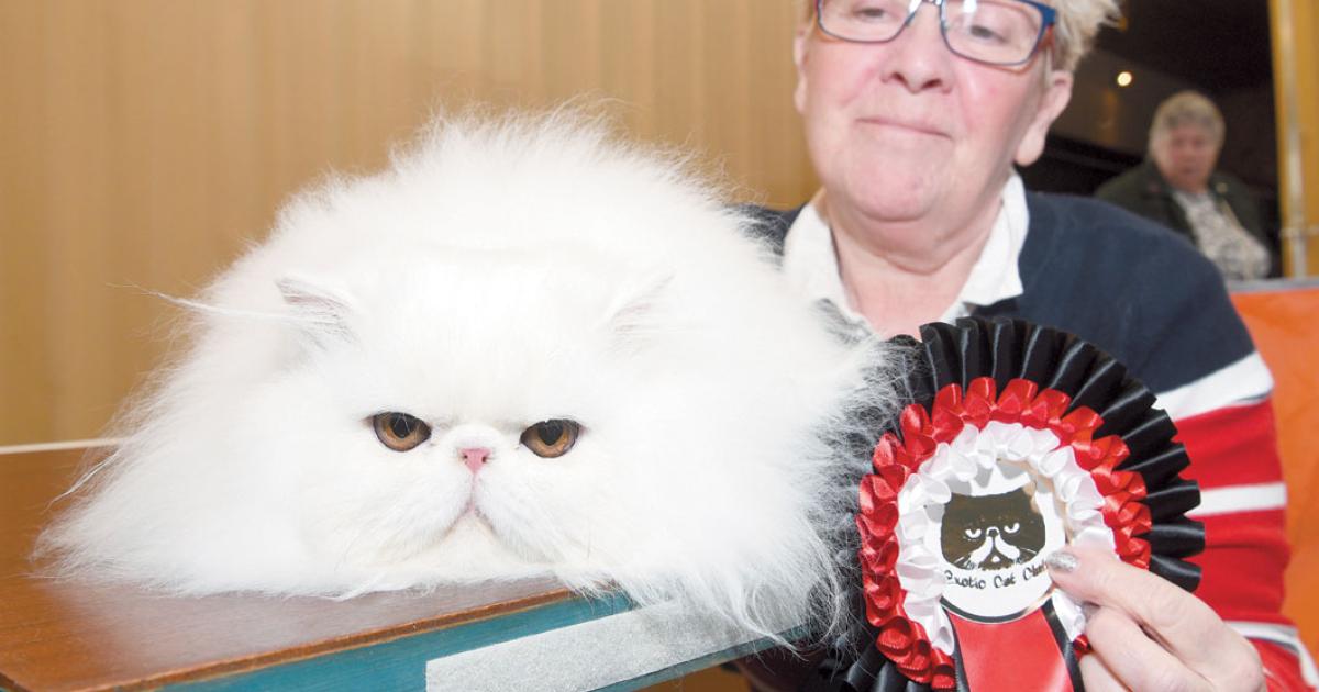In pictures: Exotic Cat Club Show held in Twyford - Photo 2 of 10 ...