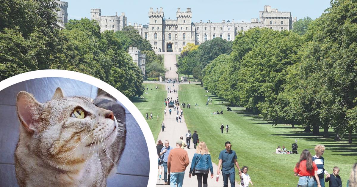 Dexter: ‘Windsor’s favourite cat’ memorial fundraiser soars over £16k ...