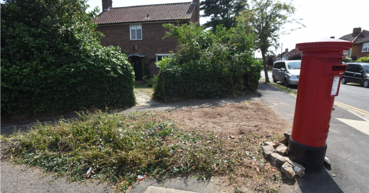 Windsor weeps for willow: Flurry of concerns that felled tree did not ...
