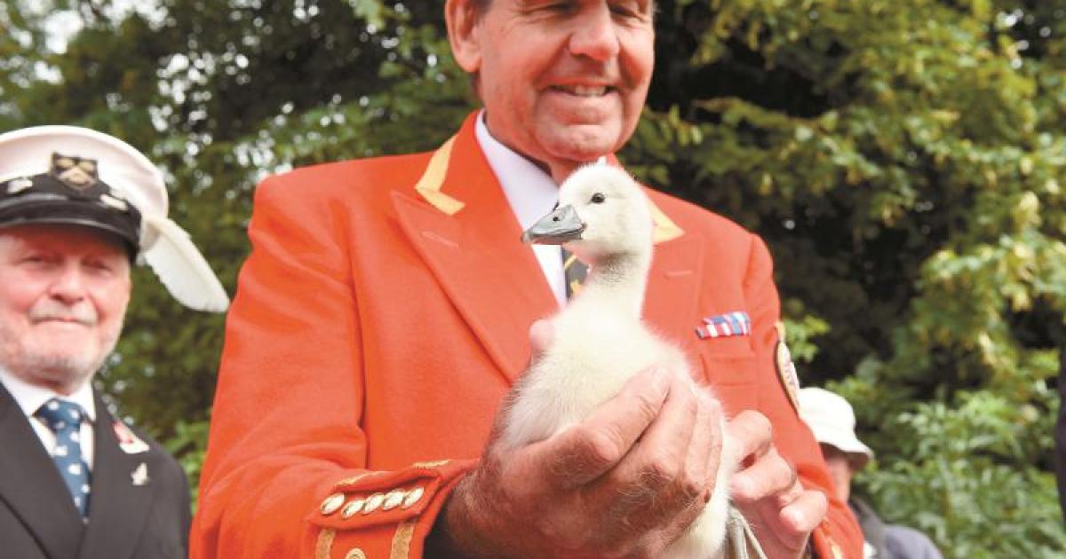 Fall in River Thames cygnets anticipated due to avian flu, the King's ...