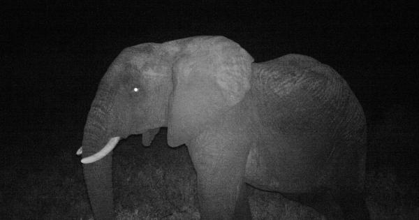 Elephants protected by sensors developed by Maidenhead tech team ...