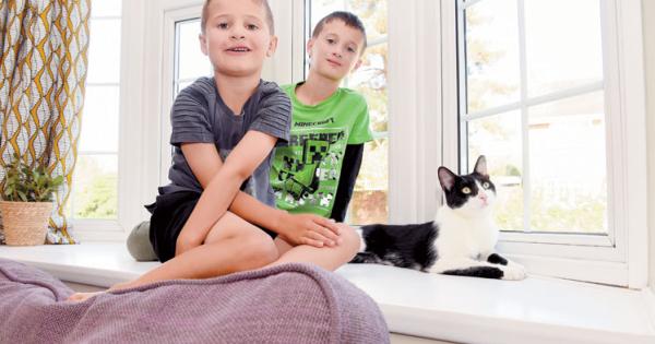 Lazy cat scores own 'Tiser photoshoot for Top Pet - Photo 1 of 7 ...