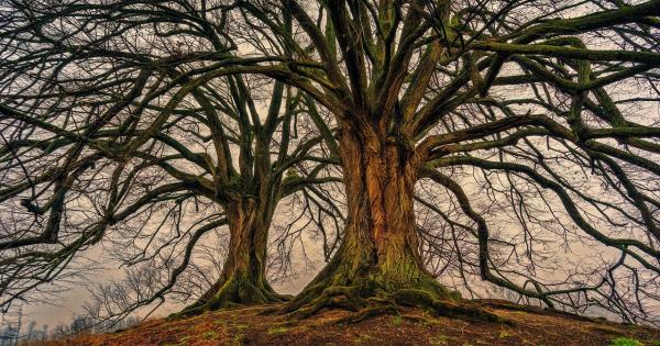 Burnham Foundation hosts 'tree talk' evening - Baylis Media Photos