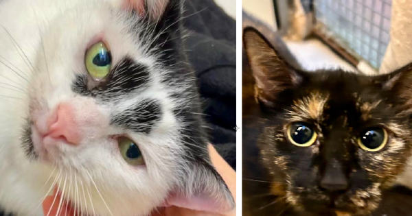 Forgotten cats hoping to find their purr-fect homes - Baylis Media Photos