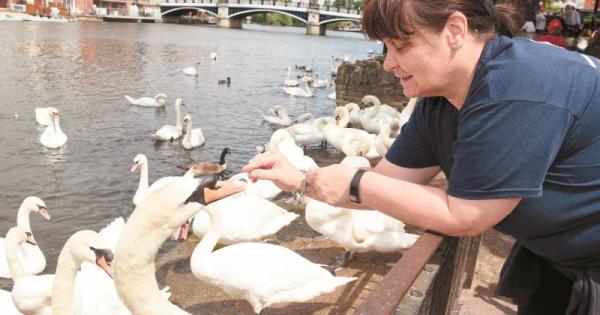 Swan rescue charity to move to Bray Lake after 'dream' plans are ...