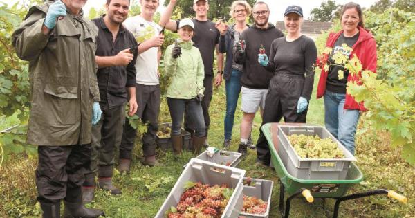 Stanlake Park Wine Estate to launch a new wine after extreme weather ...