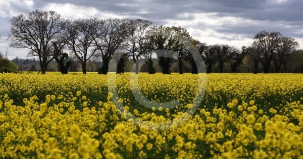 COOKHAM 136278 - Photo 1 of 3 - Baylis Media Photos