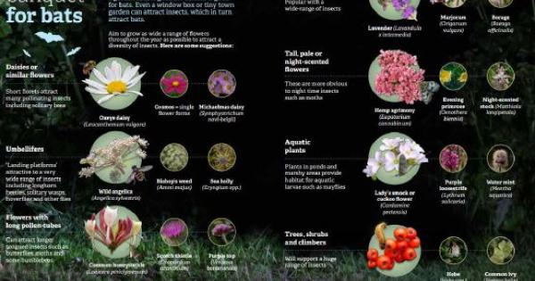 Turn over new leaf and help give bugs a boost - Baylis Media Photos