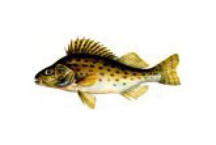 The Big Fish Column - Baylis Media Photos