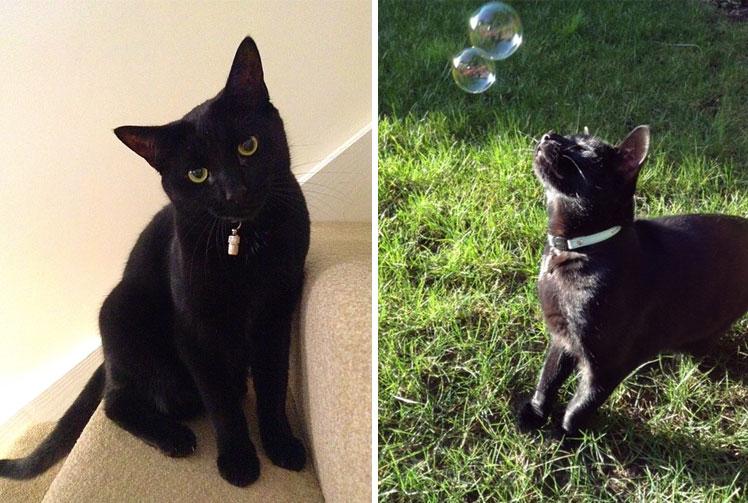 Number 10’s Larry the cat thought to spark rise in feline rehoming at ...