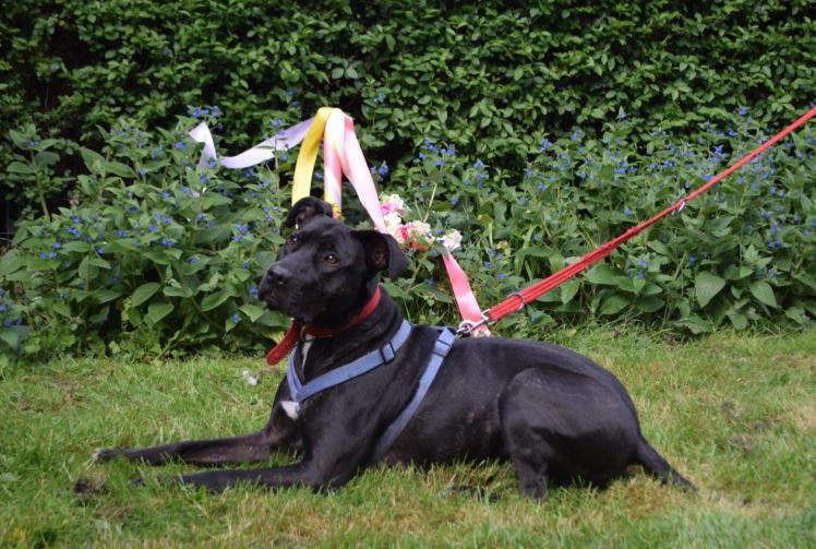 Mable named Battersea's May Queen - Baylis Media Photos