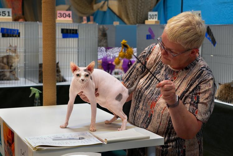 International Cat Show brings world-class felines to Windsor - Baylis ...